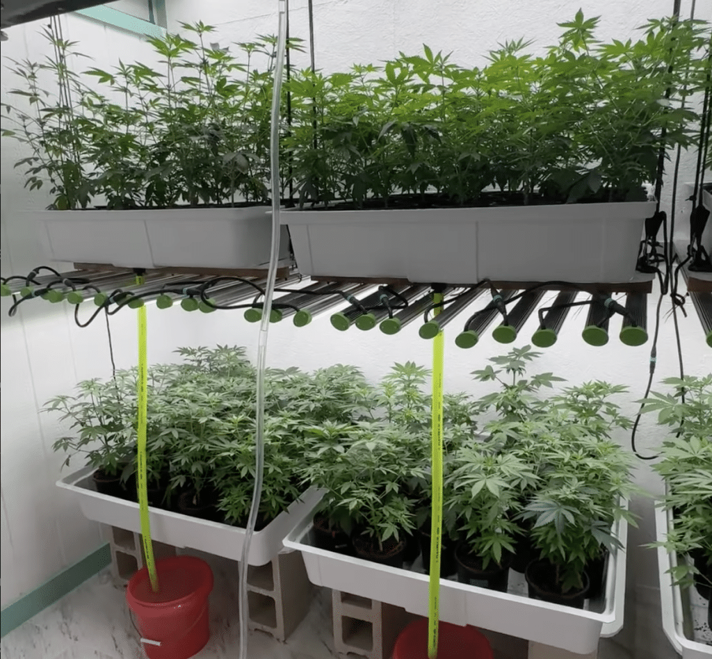 Minnesota Cannabis Microbusiness Licensing